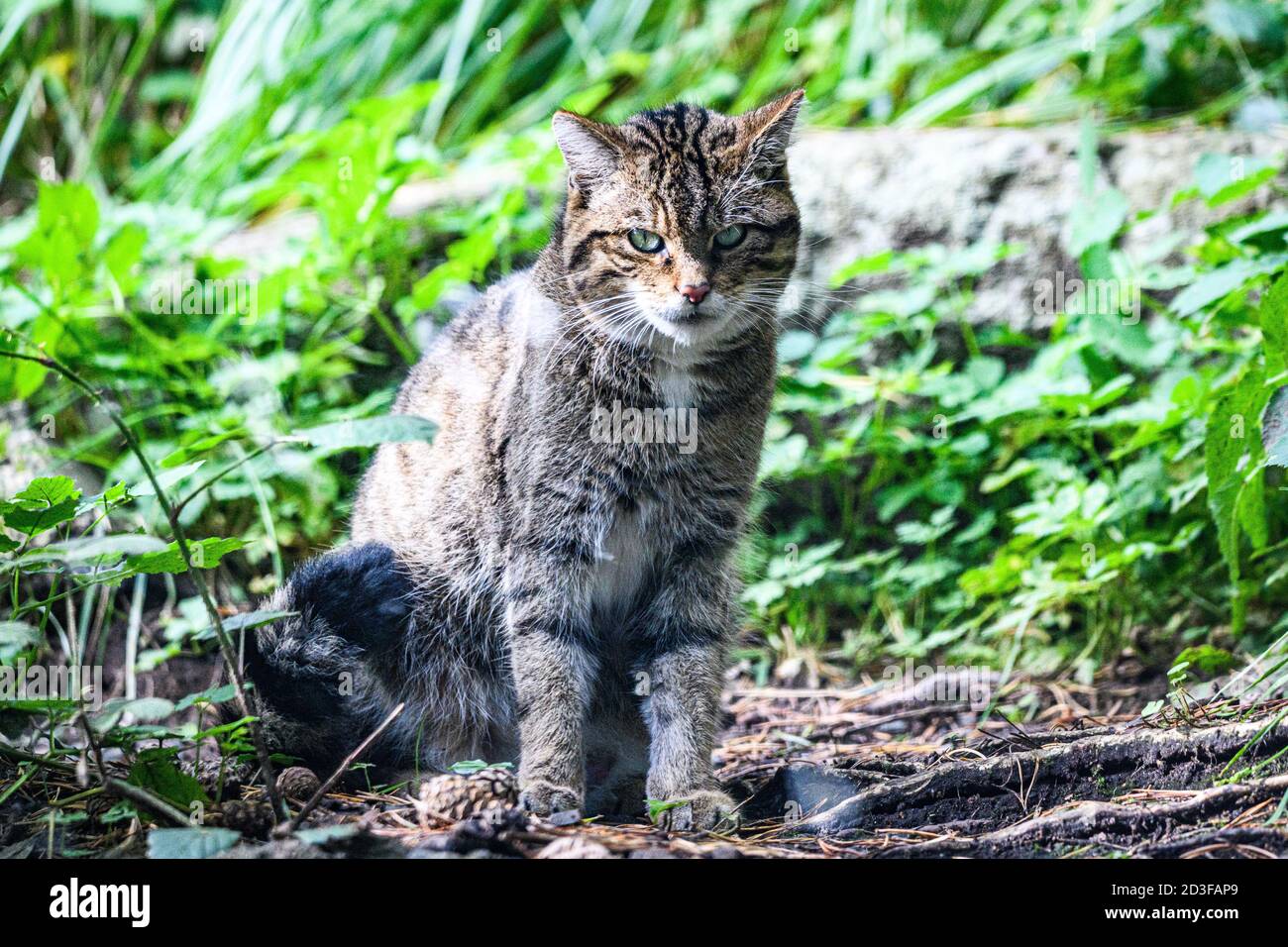 Edinburgh, UK. Wed 7 October 2020. Scottish wildcat (Felis silvestris ...