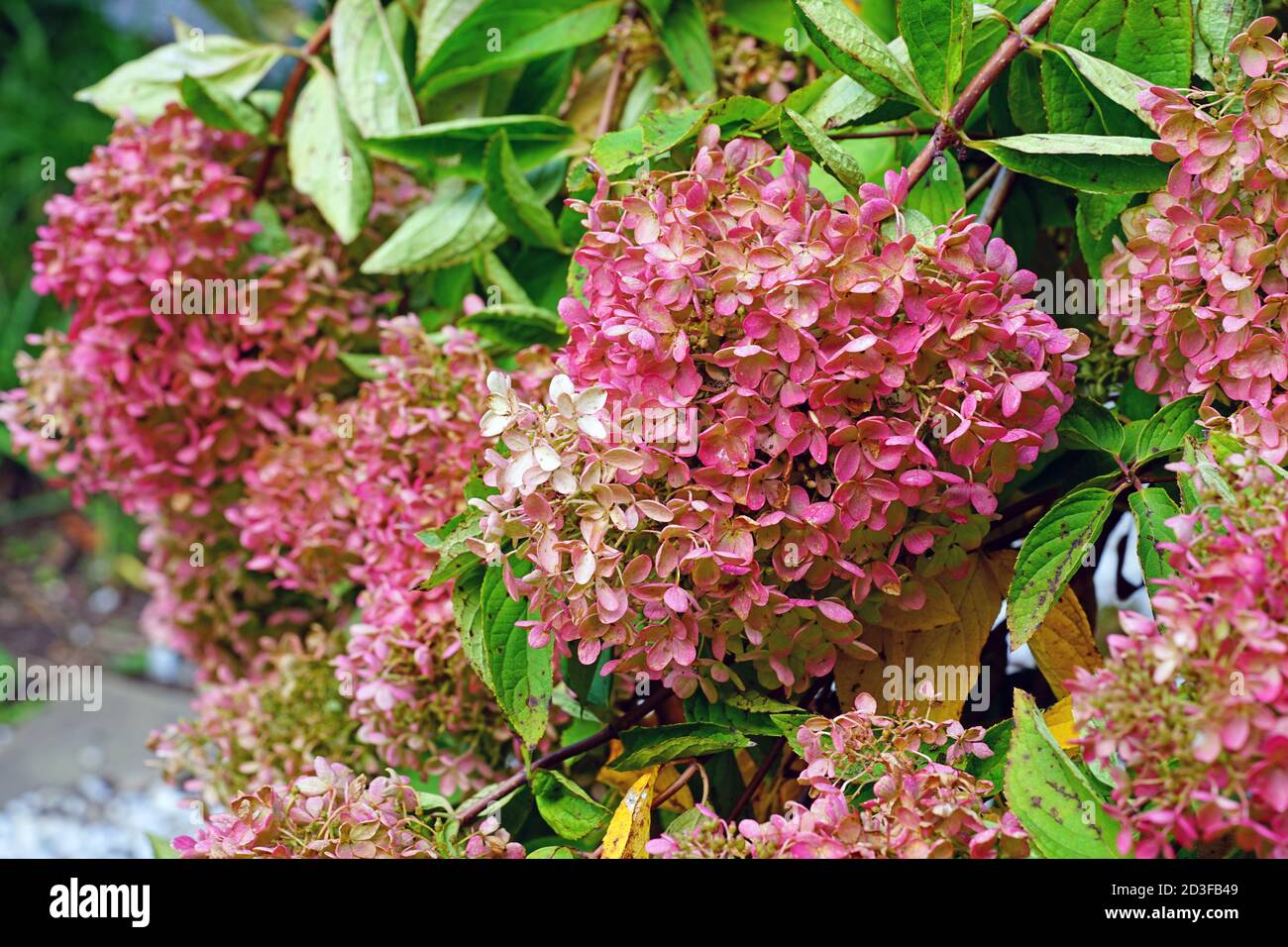 Pink heads of weeping hydrangea paniculata flowers Stock Photo - Alamy