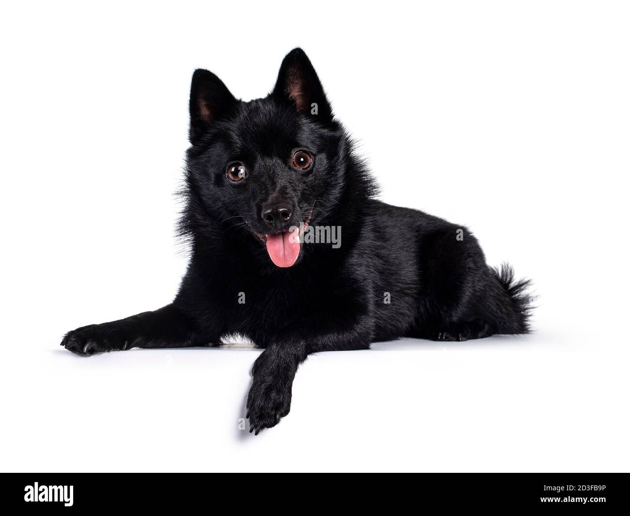 Schipperke Dog