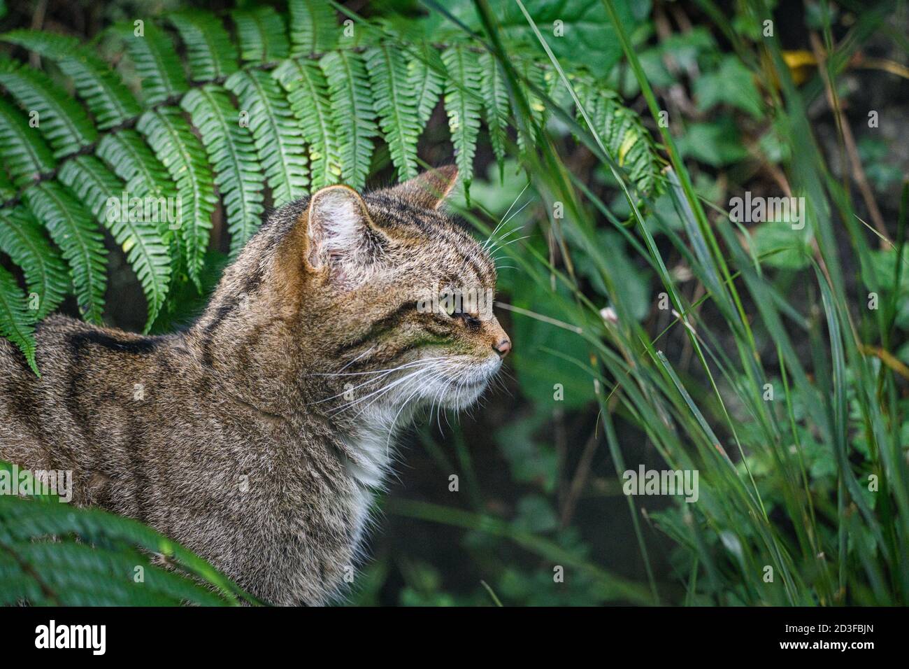 Edinburgh, UK. Wed 7 October 2020. Scottish wildcat (Felis silvestris ...