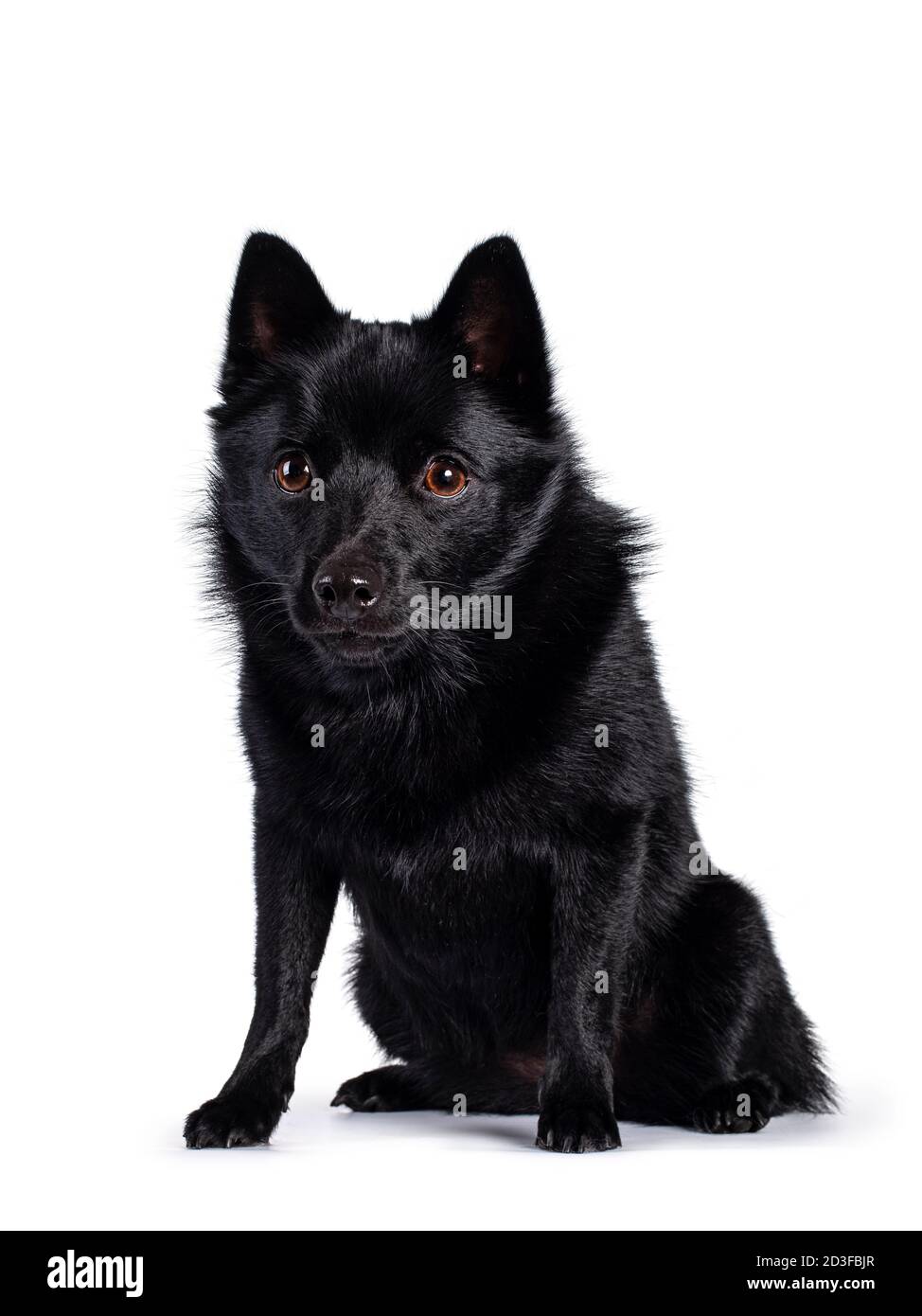 White Schipperke Dog