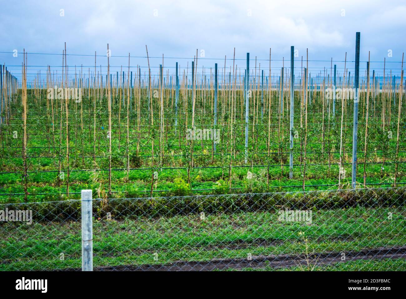 orchard with columned apple trees on trellises Stock Photo - Alamy
