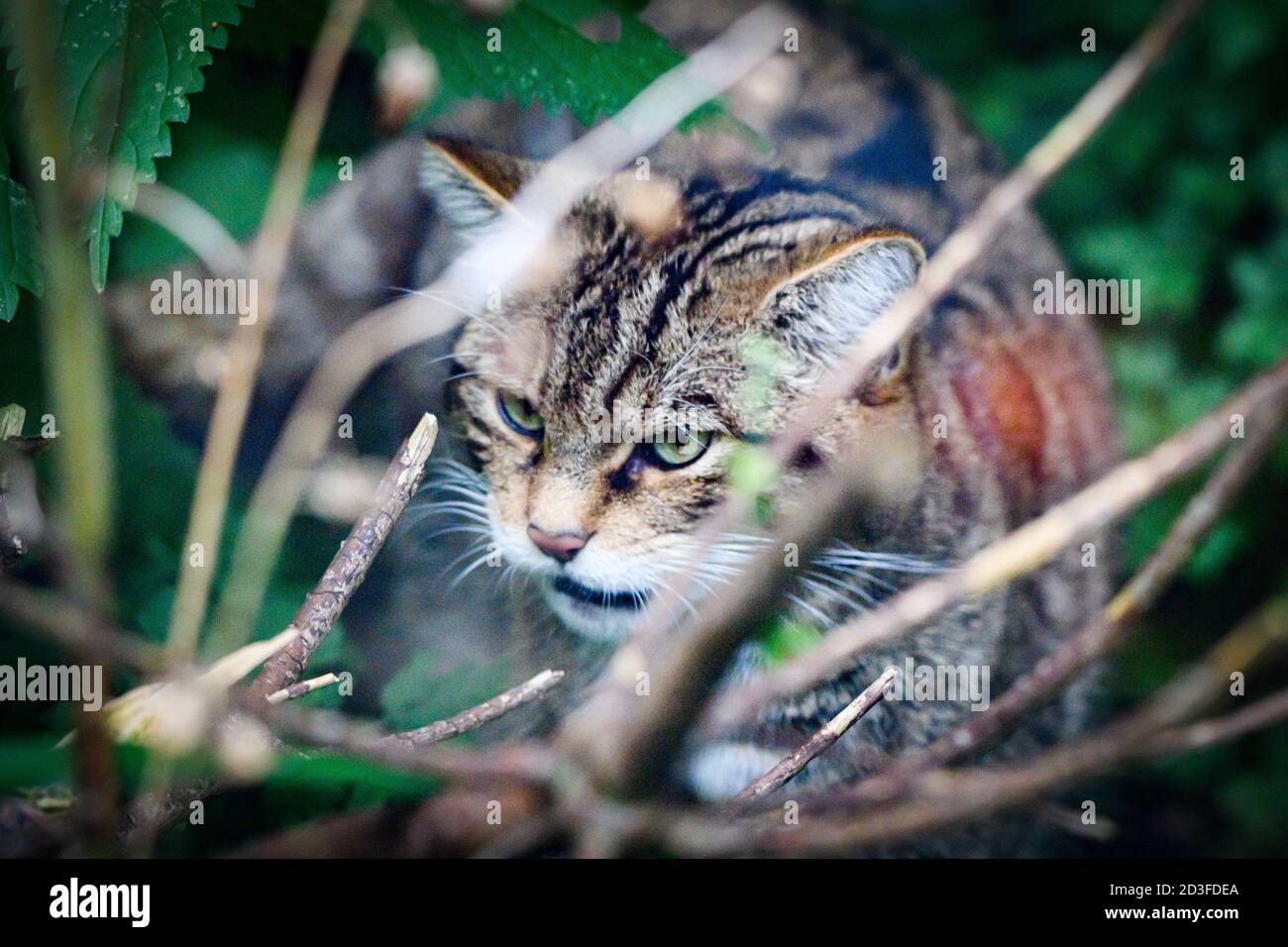Scottish Wildcat High Resolution Stock Photography and Images - Alamy