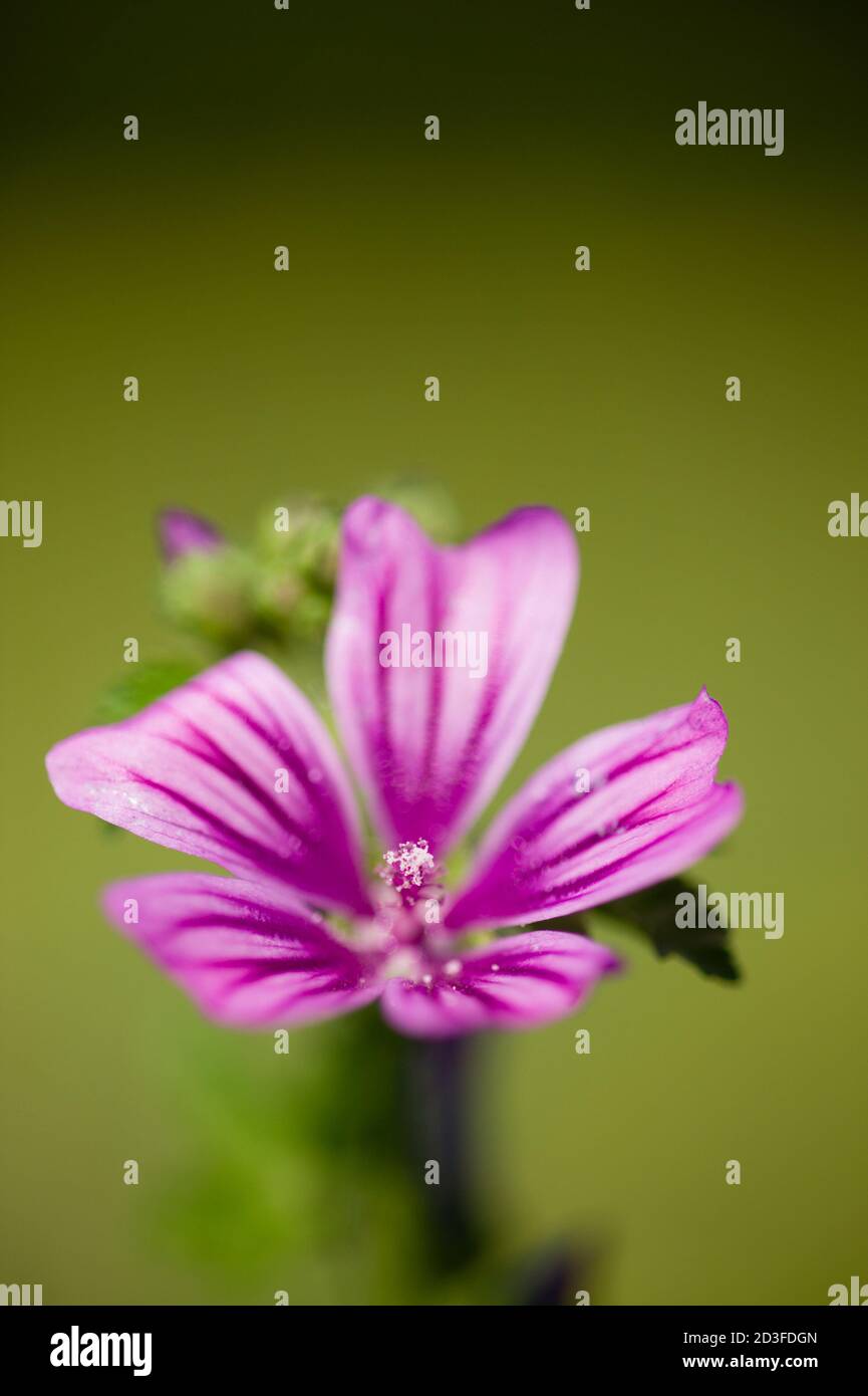 Malva herbaceous annual, biennial, and perennial plants in the family ...