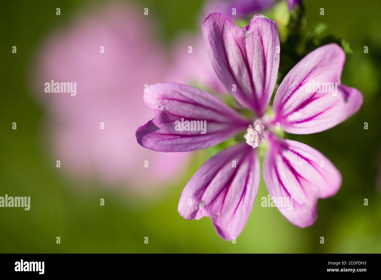 Malva herbaceous annual, biennial, and perennial plants in the family ...