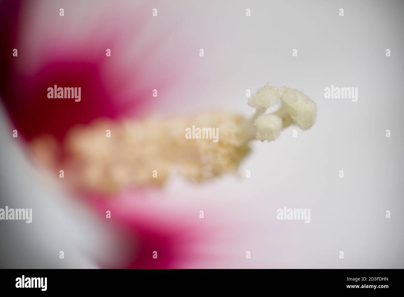 Ibiscus flower detail of stamen carrying pollen Stock Photo - Alamy