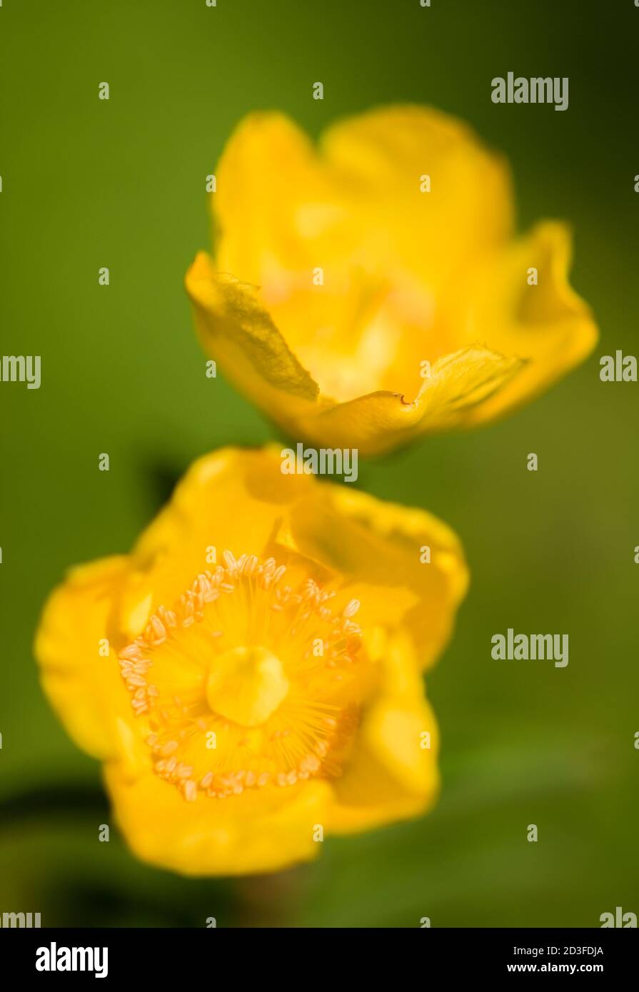 Yellow flowers in full bloom under the sun Stock Photo - Alamy