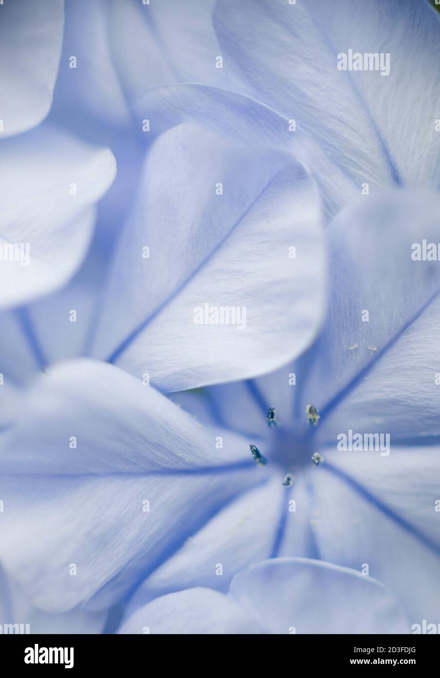 Diffused floral background hi-res stock photography and images - Alamy