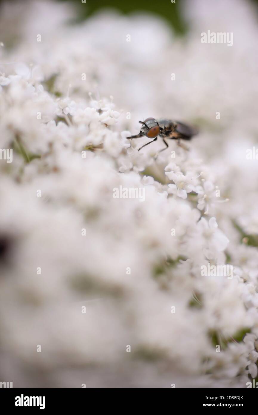 Fly eating nectar from tiny white flowers Stock Photo - Alamy
