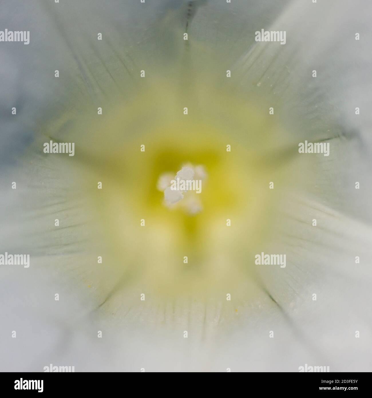 Ipomea flower hi-res stock photography and images - Alamy