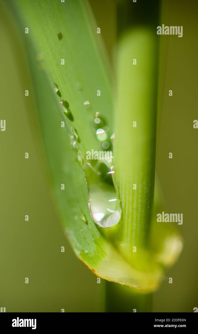 Dew drop on leaf by the stalk Stock Photo - Alamy