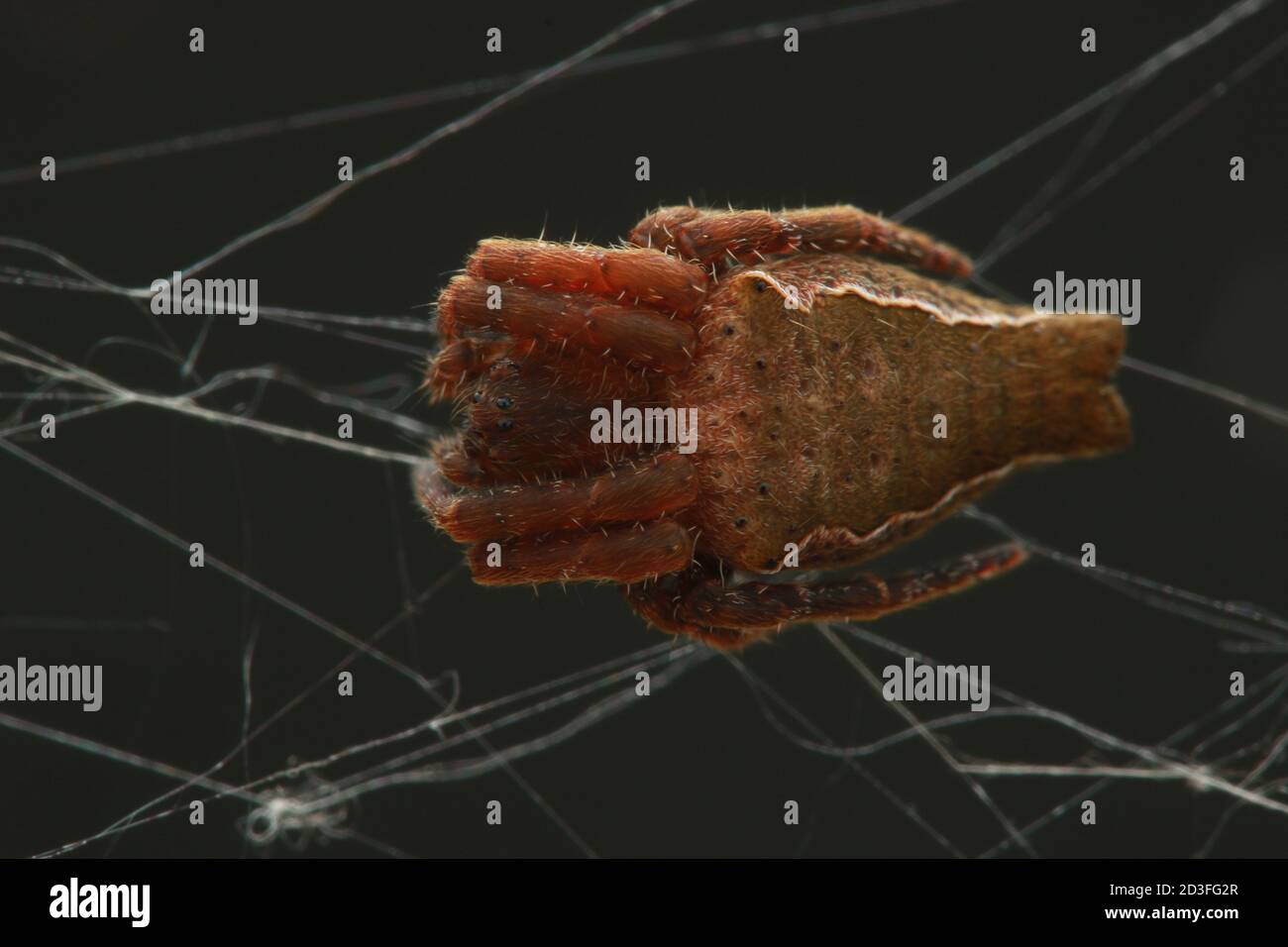 Double-Tailed Tent Spider (Cyrtophora exanthematica Stock Photo - Alamy