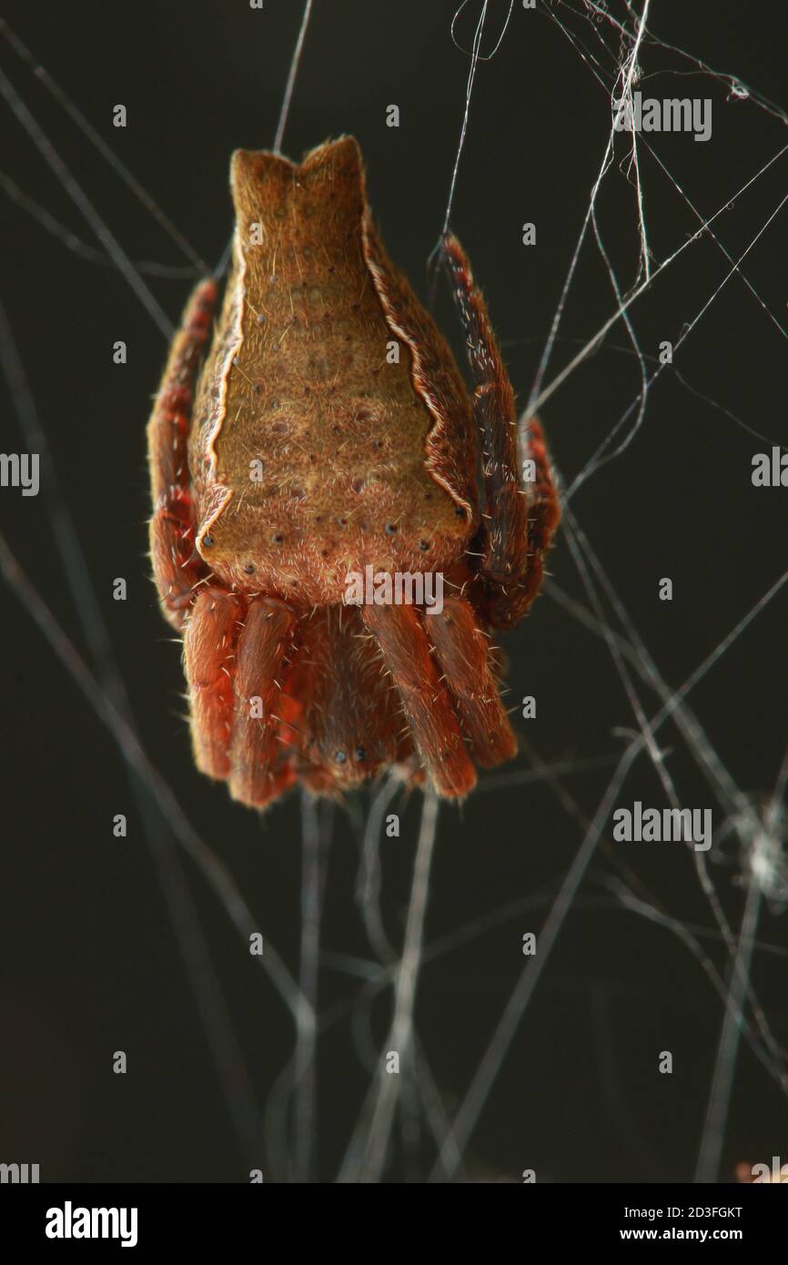 Double tailed hi-res stock photography and images - Alamy