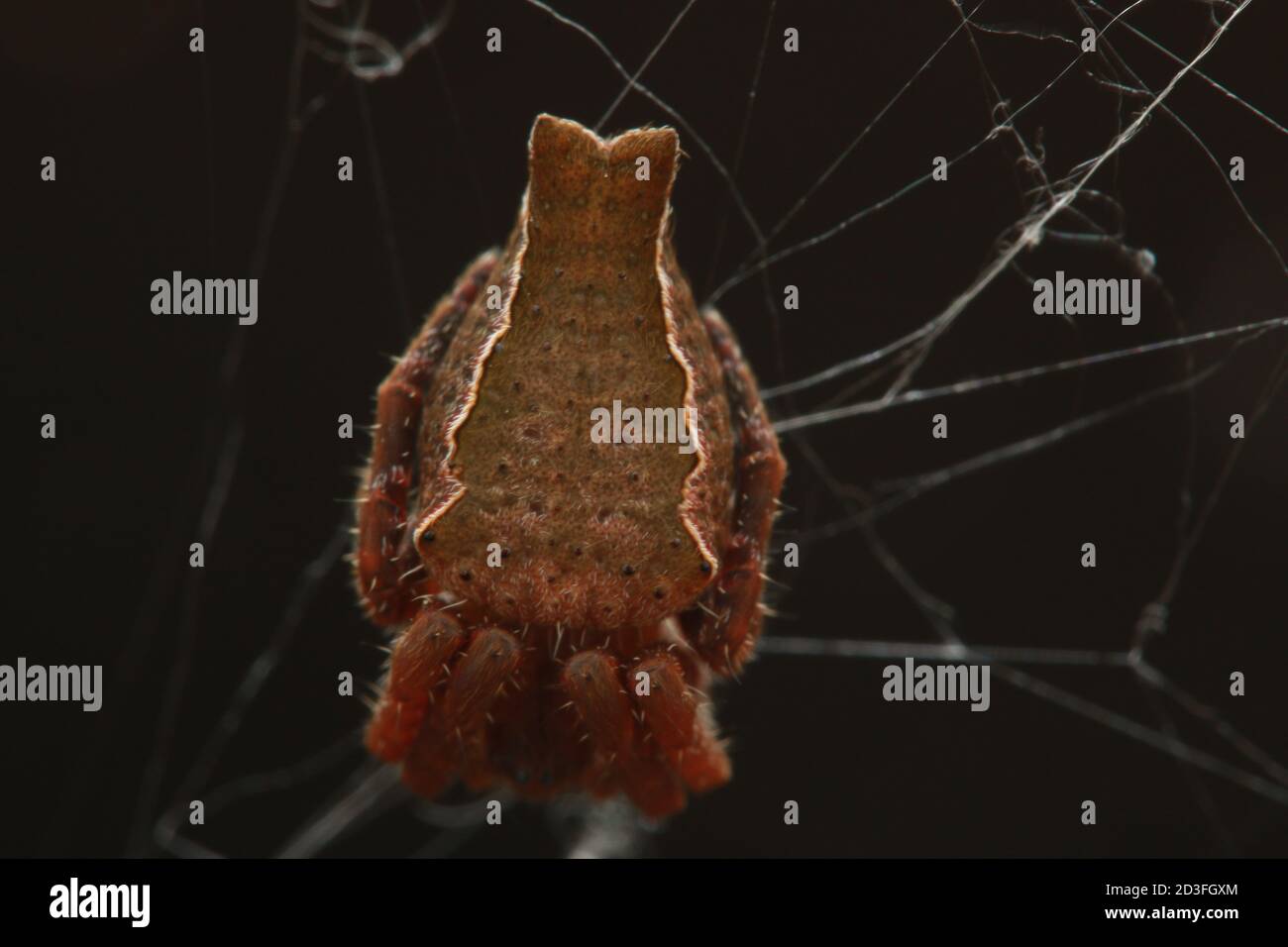 Double-Tailed Tent Spider (Cyrtophora exanthematica Stock Photo - Alamy