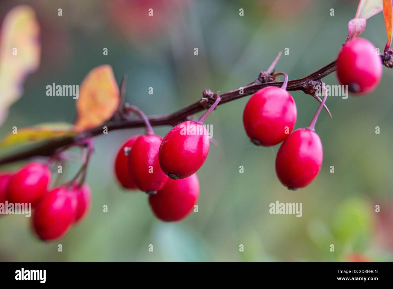 Barberry hi-res stock photography and images - Alamy