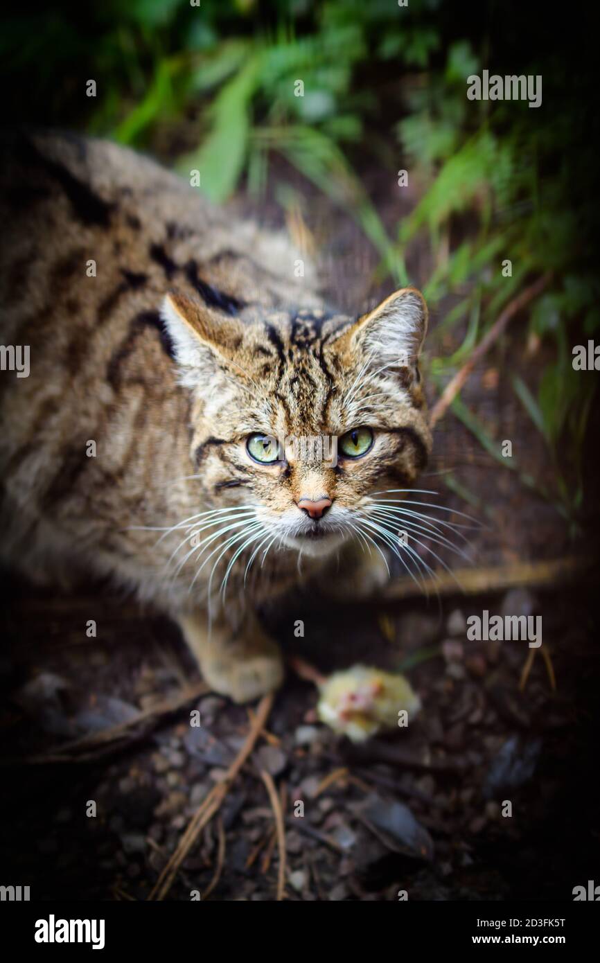 Scottish Wildcat High Resolution Stock Photography and Images - Alamy
