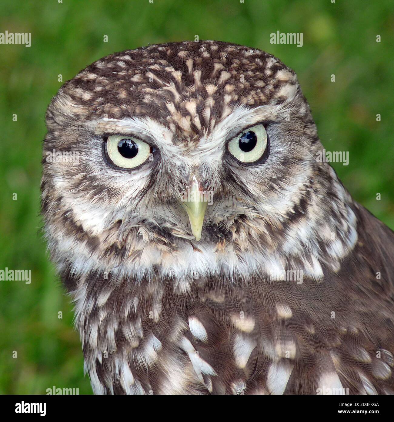 Little Owl - Face Stock Photo - Alamy