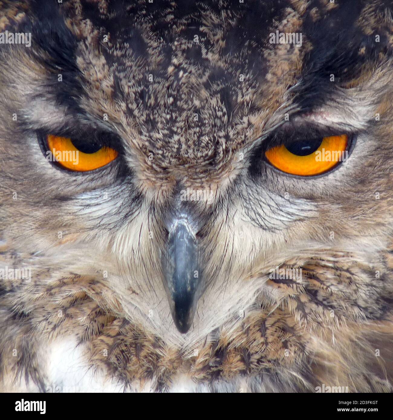 Sad eagle hi-res stock photography and images - Alamy