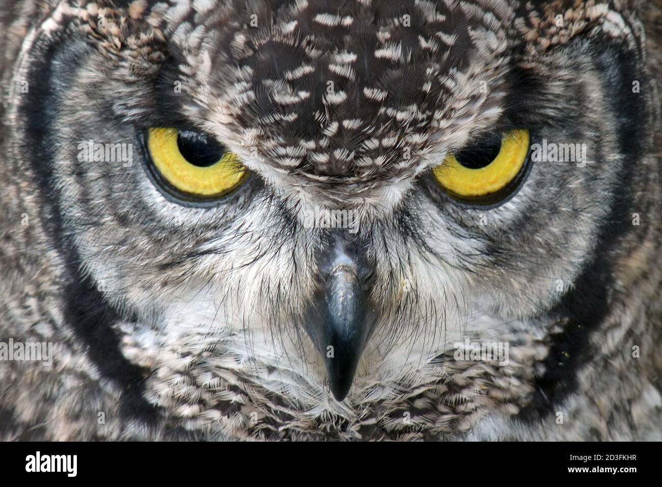 African Spotted Eagle Owl Stock Photo - Alamy