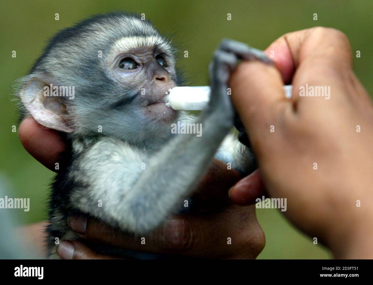 Velvet monkeys hi-res stock photography and images - Alamy
