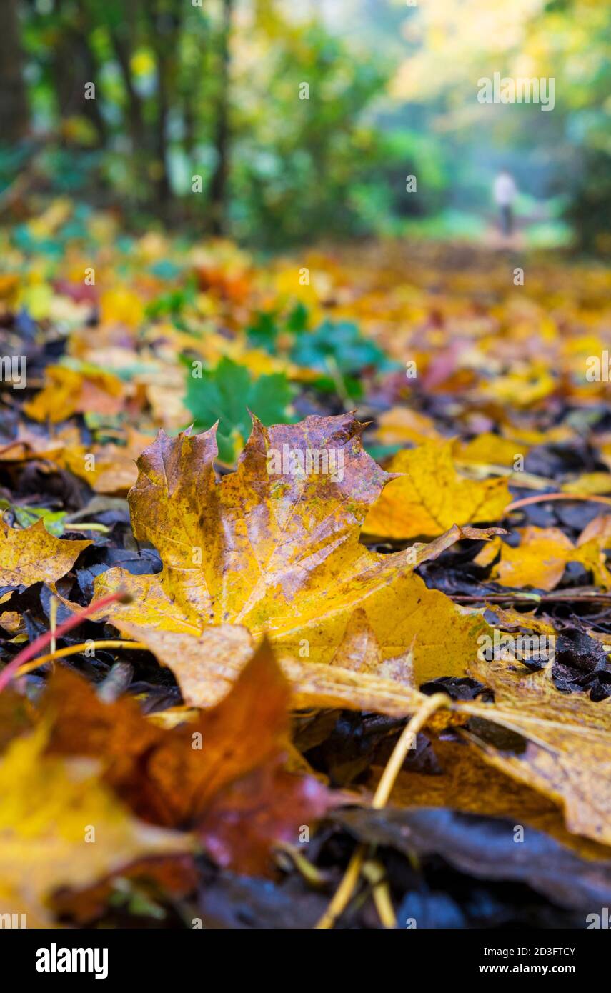 Man on walk through autumn countryside and leaves Stock Photo - Alamy