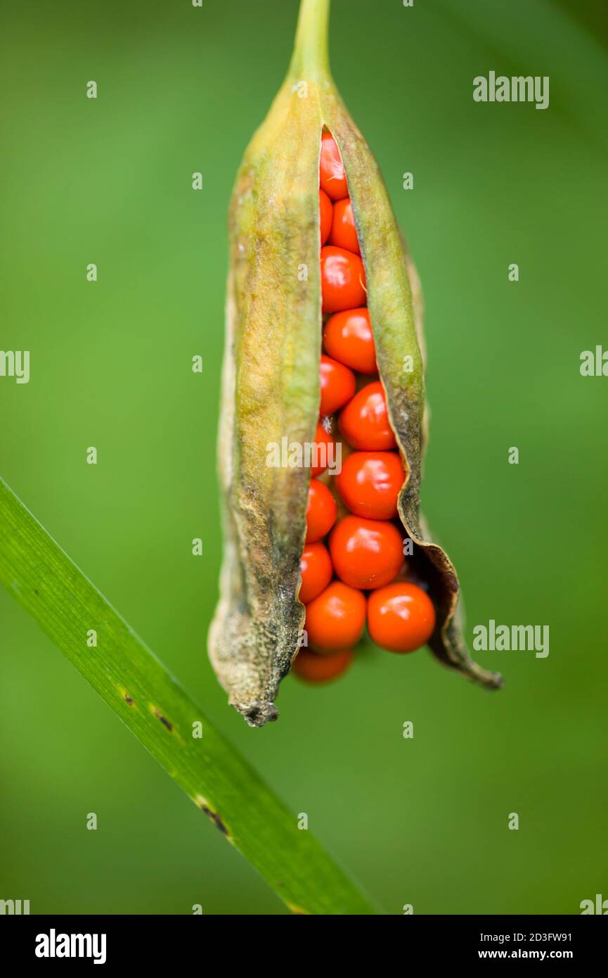 Arum, araceae, fruit with grouped red seeds Stock Photo - Alamy