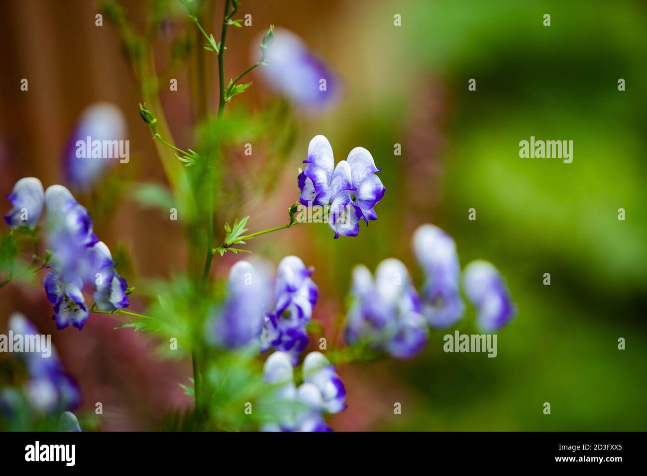 Wild Flowers Of Alaska High Resolution Stock Photography and Images - Alamy