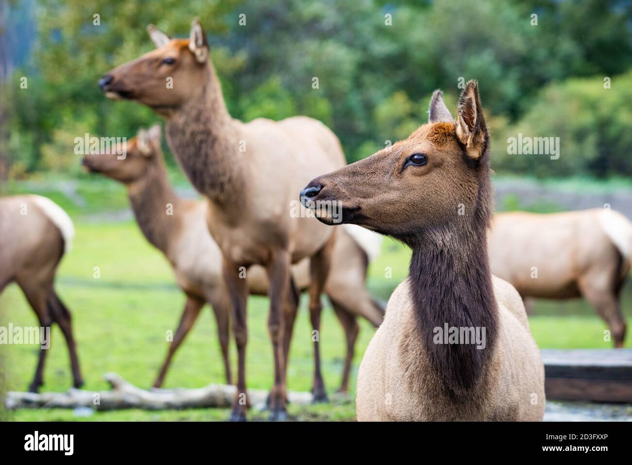 Elks portrait hi-res stock photography and images - Alamy