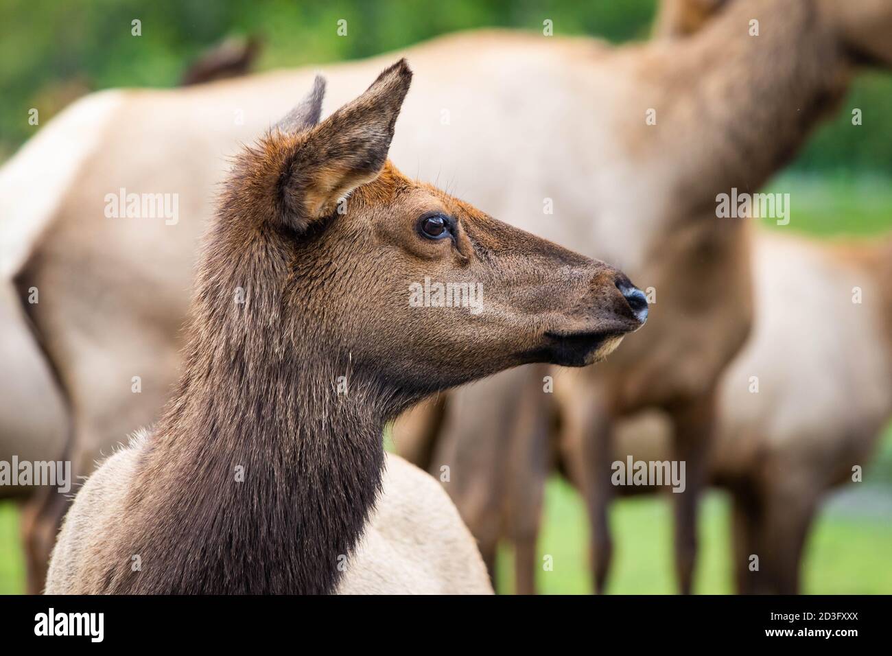 Group of Alaskan elks wapiti in summer close up portrait Stock Photo ...