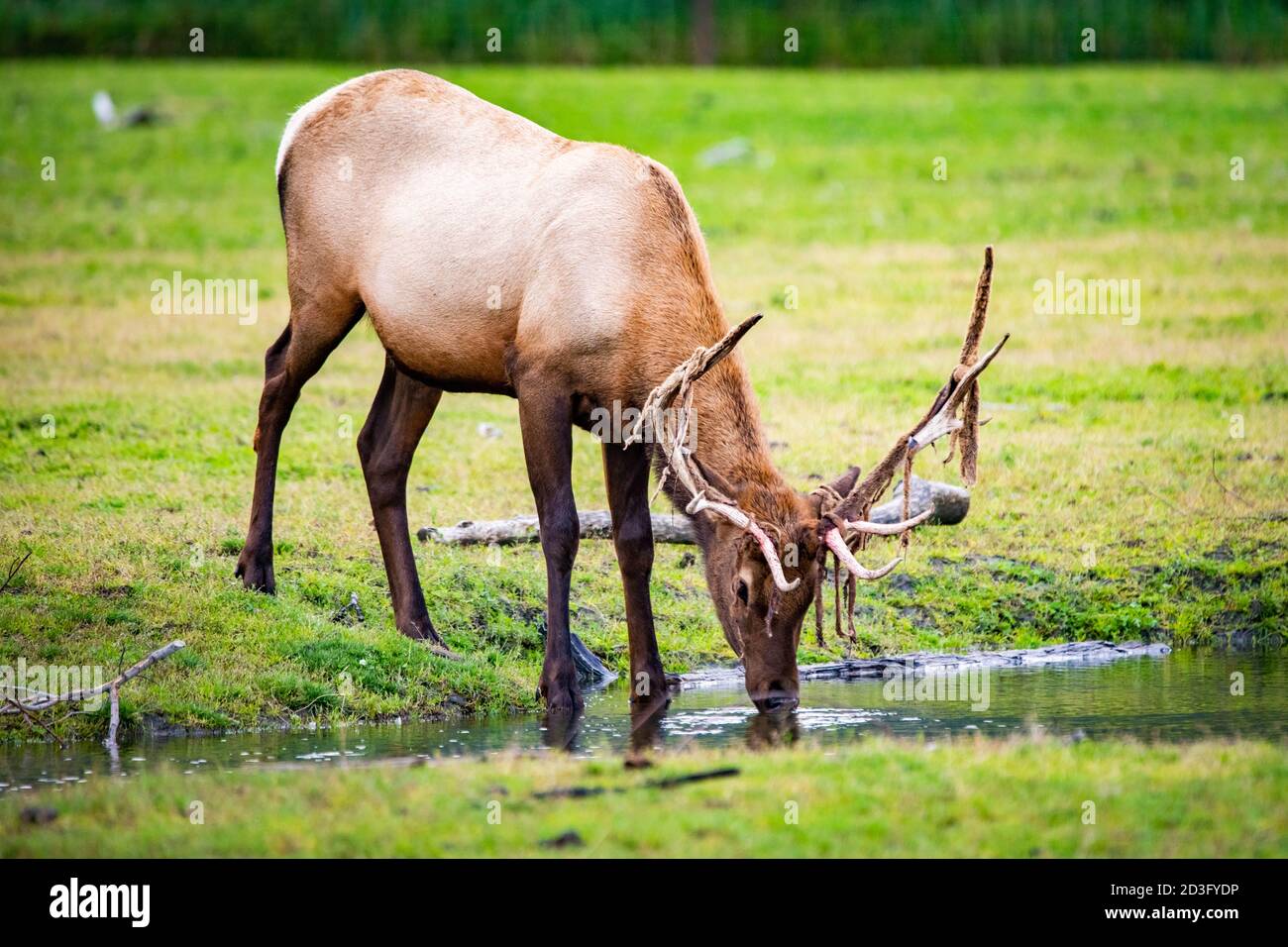 Male bull elk drinking water in Alaska national park close up in fall ...
