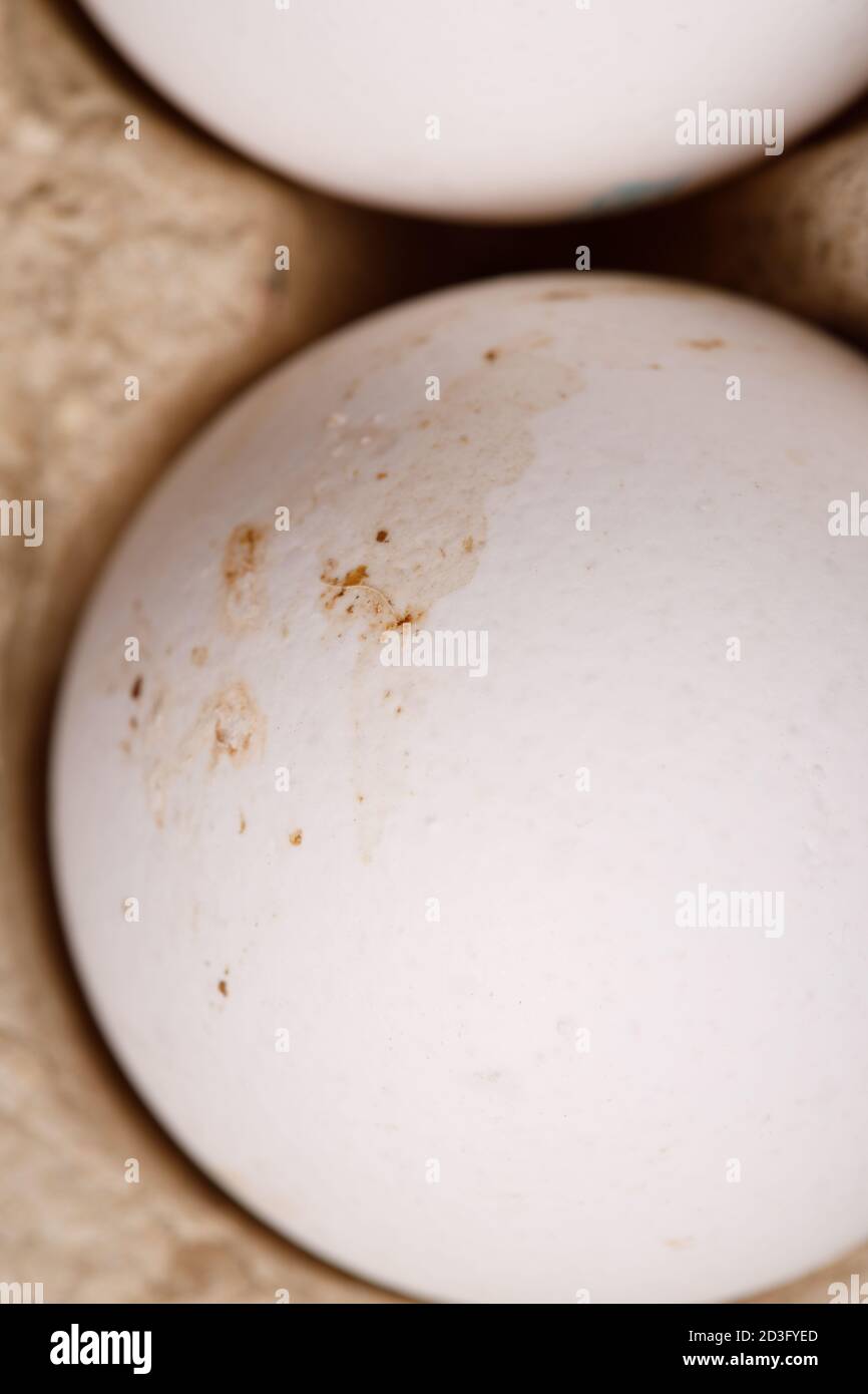 Sick chicken animal hi-res stock photography and images - Alamy