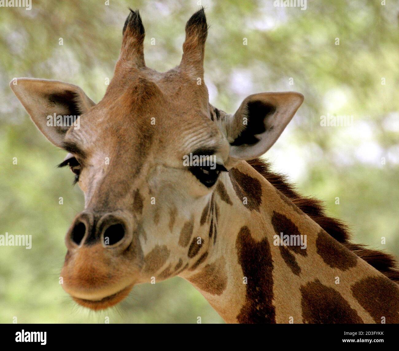 Giraffe zoo delhi india hi-res stock photography and images - Alamy