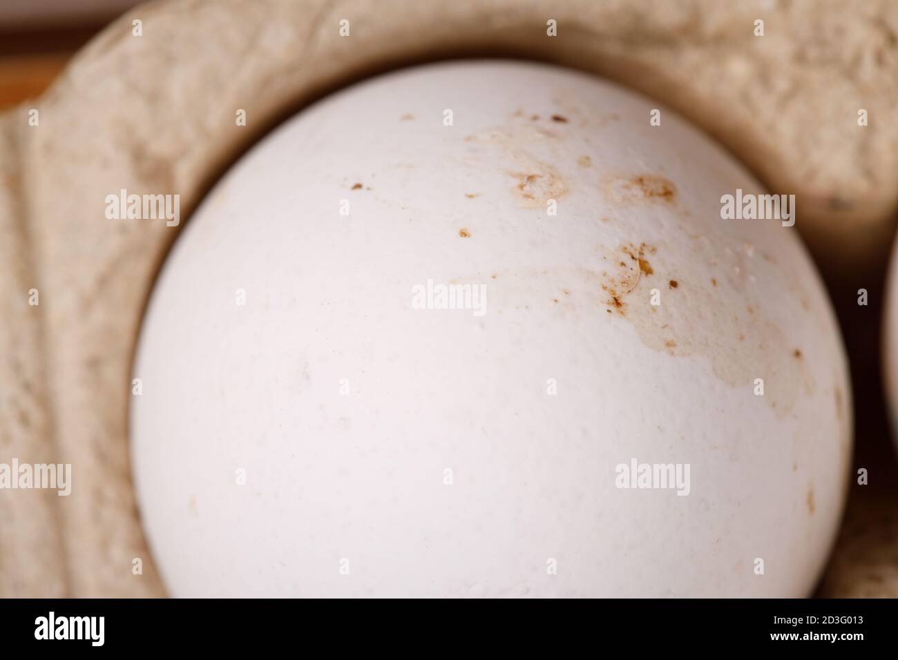 Sick Chicken Animal High Resolution Stock Photography and Images - Alamy