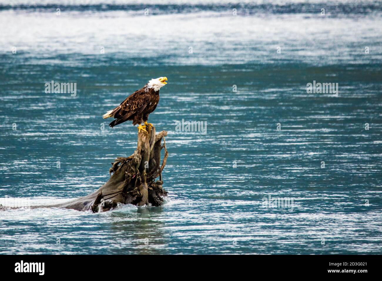 Majestic bald eagle sitting on tree in the river in Alaska alone Stock ...