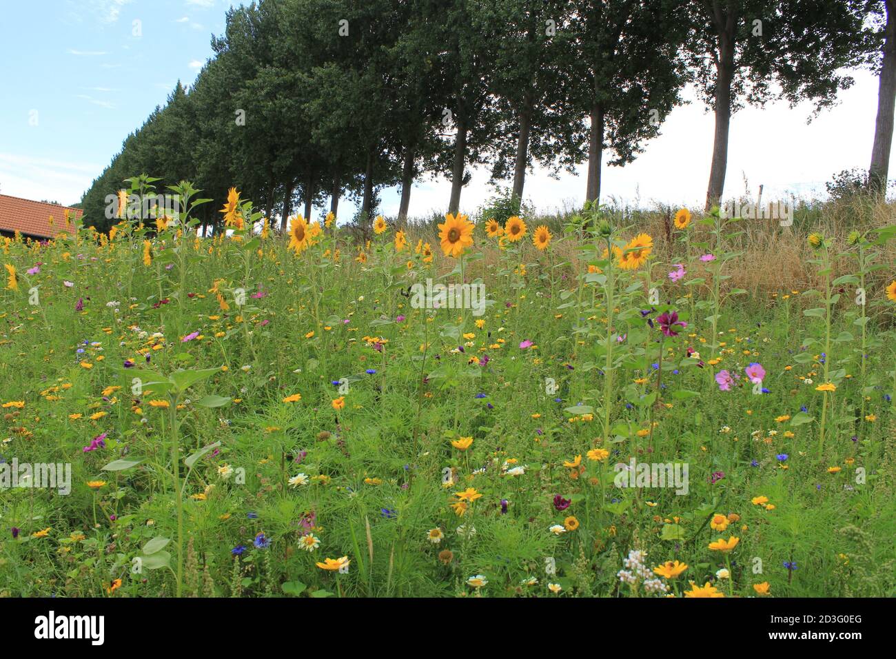 The wild flowers of the netherlands hi-res stock photography and images ...