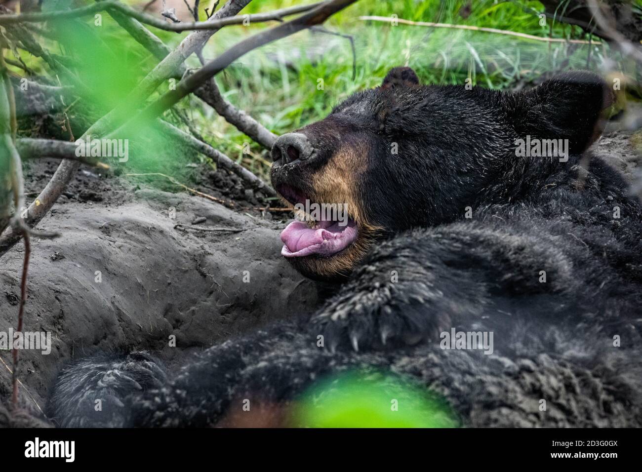 Cute looking black bear getting ready for hibernate sleeping portrait ...