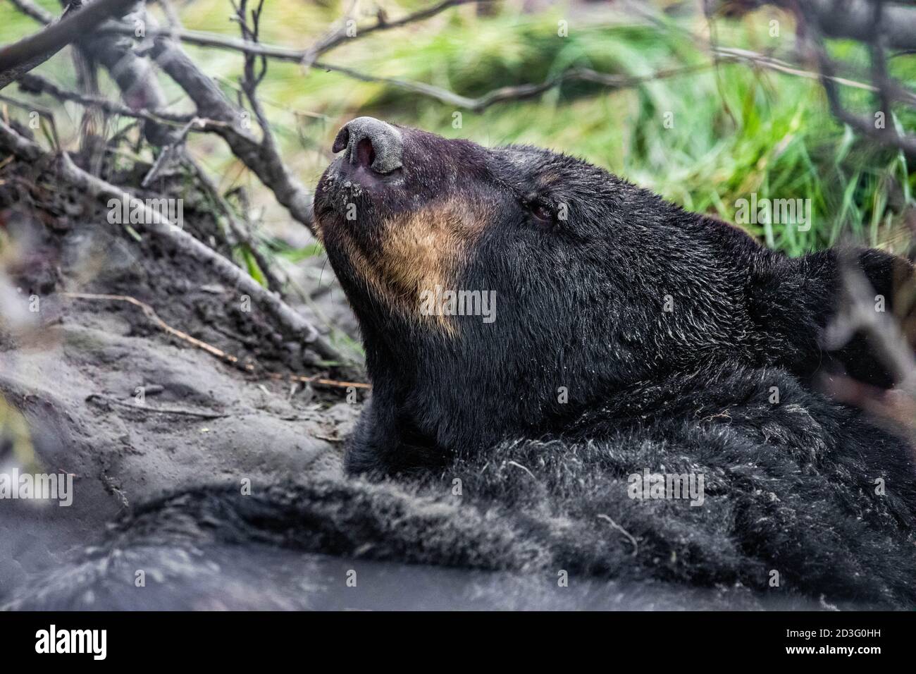 Cute looking black bear getting ready for hibernate sleeping portrait ...