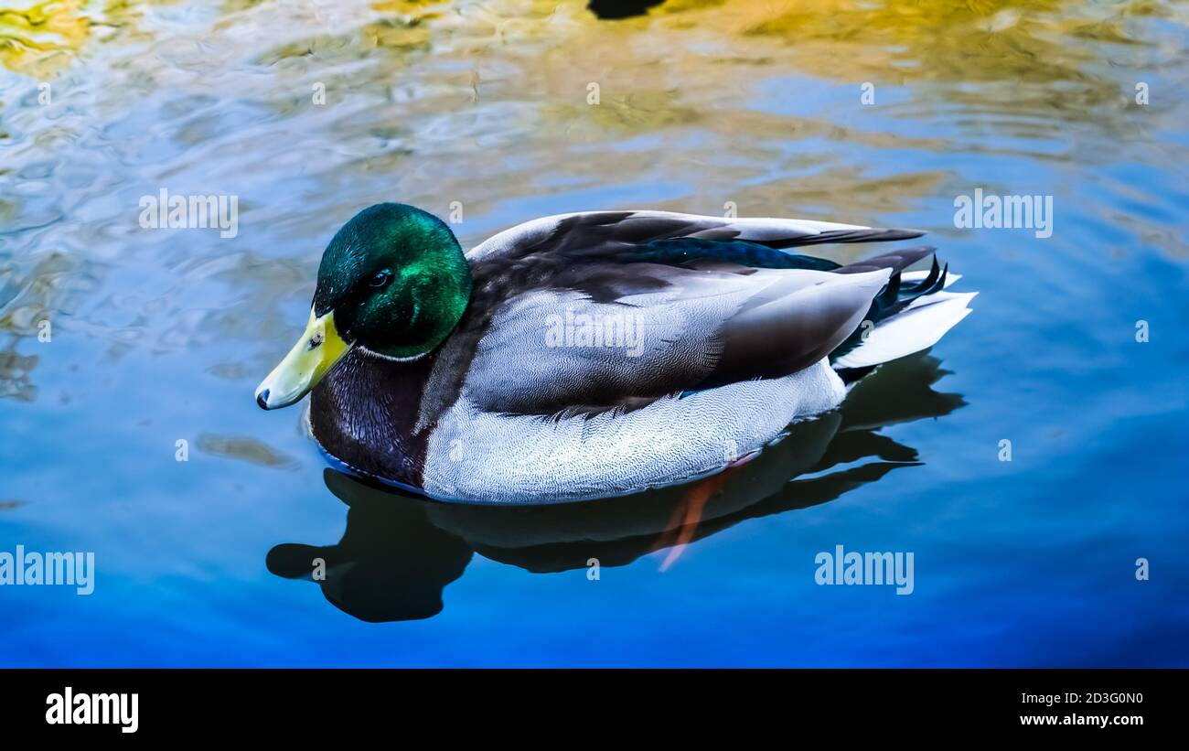 Aqua duck hi-res stock photography and images - Alamy