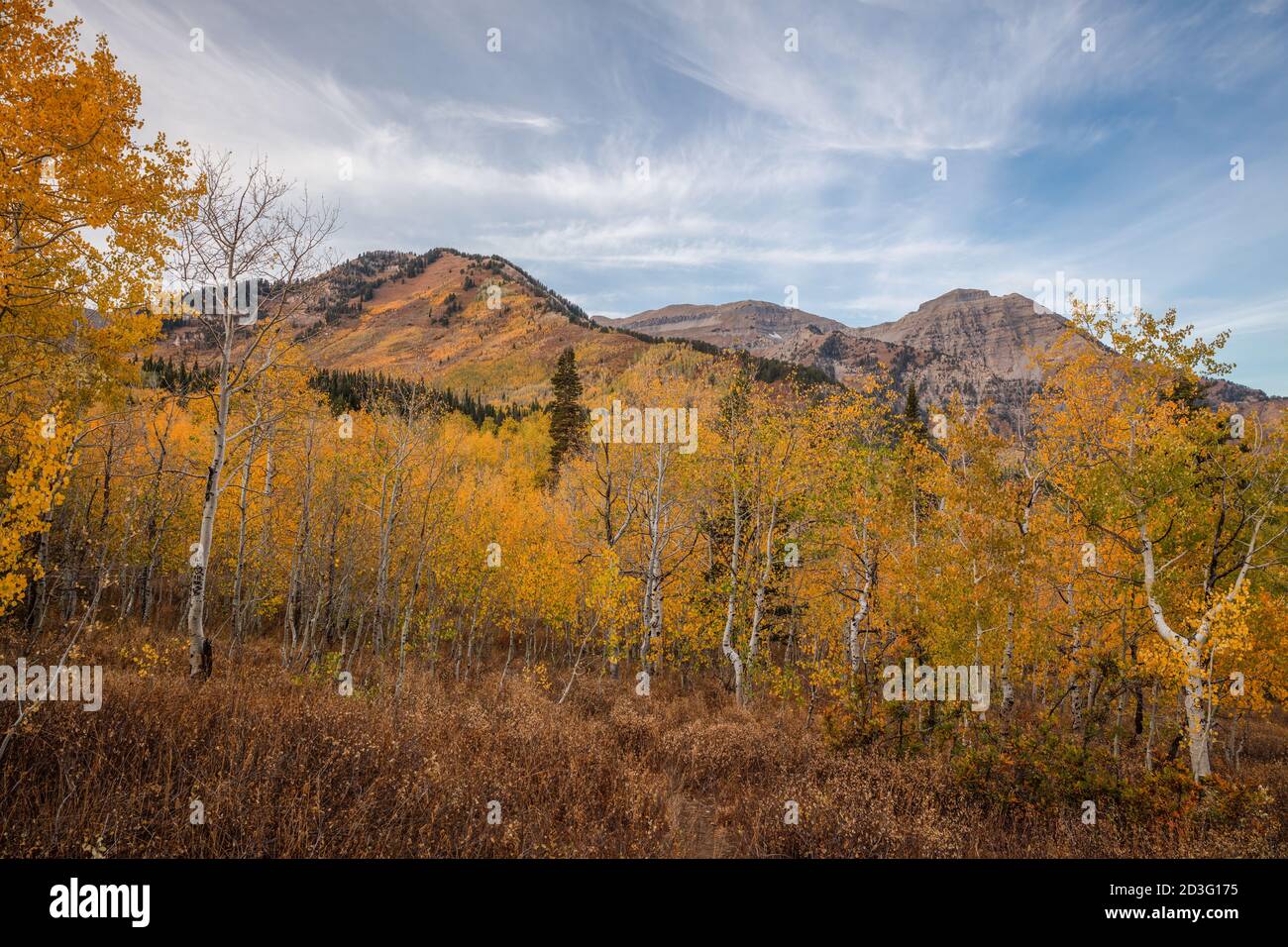Fall color at sunrise, Mount Timpanogos, Wasatch Mountains, Utah Stock ...