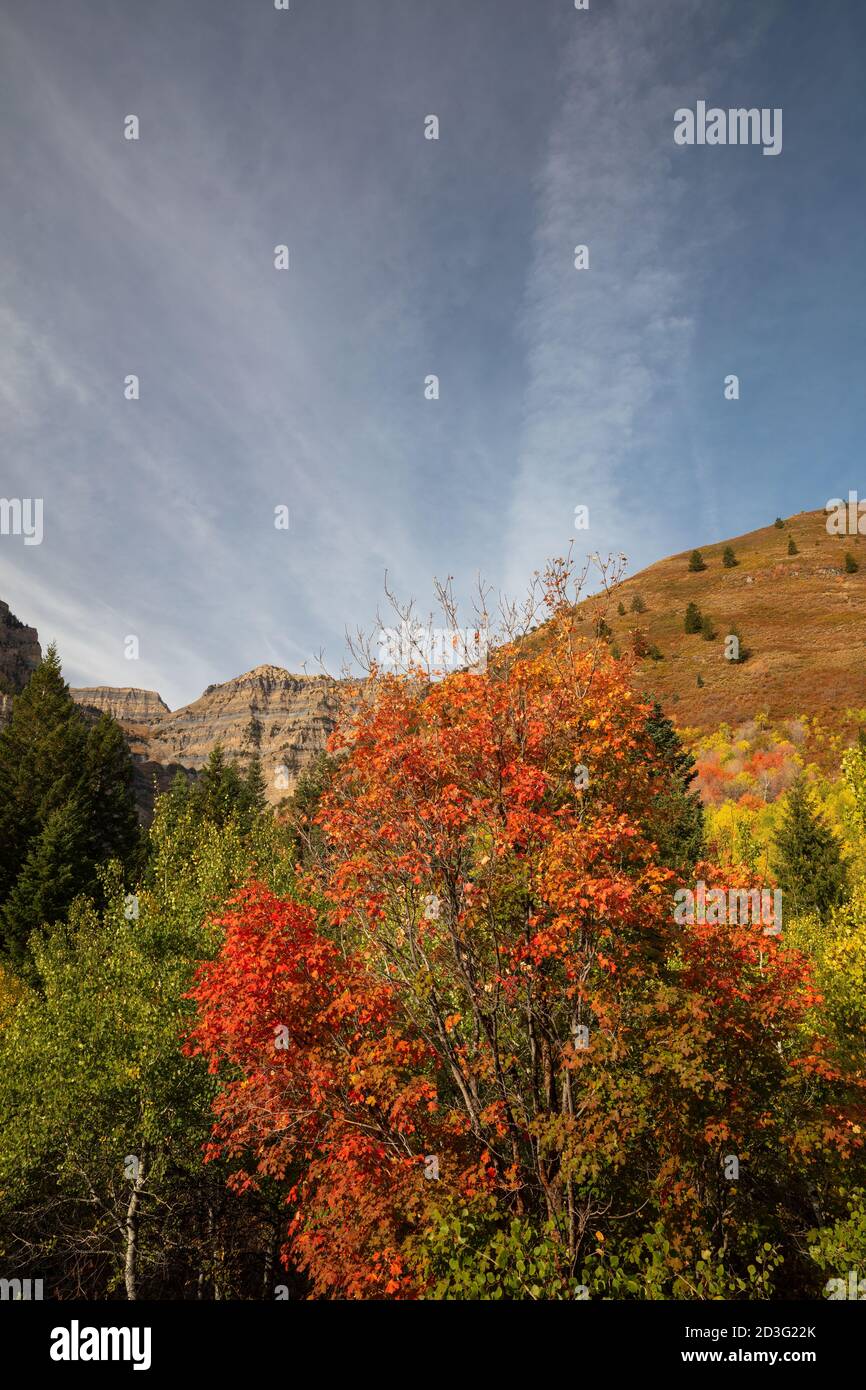 Fall color, Mount Timpanogos, Wasatch Mountains, Utah Stock Photo - Alamy
