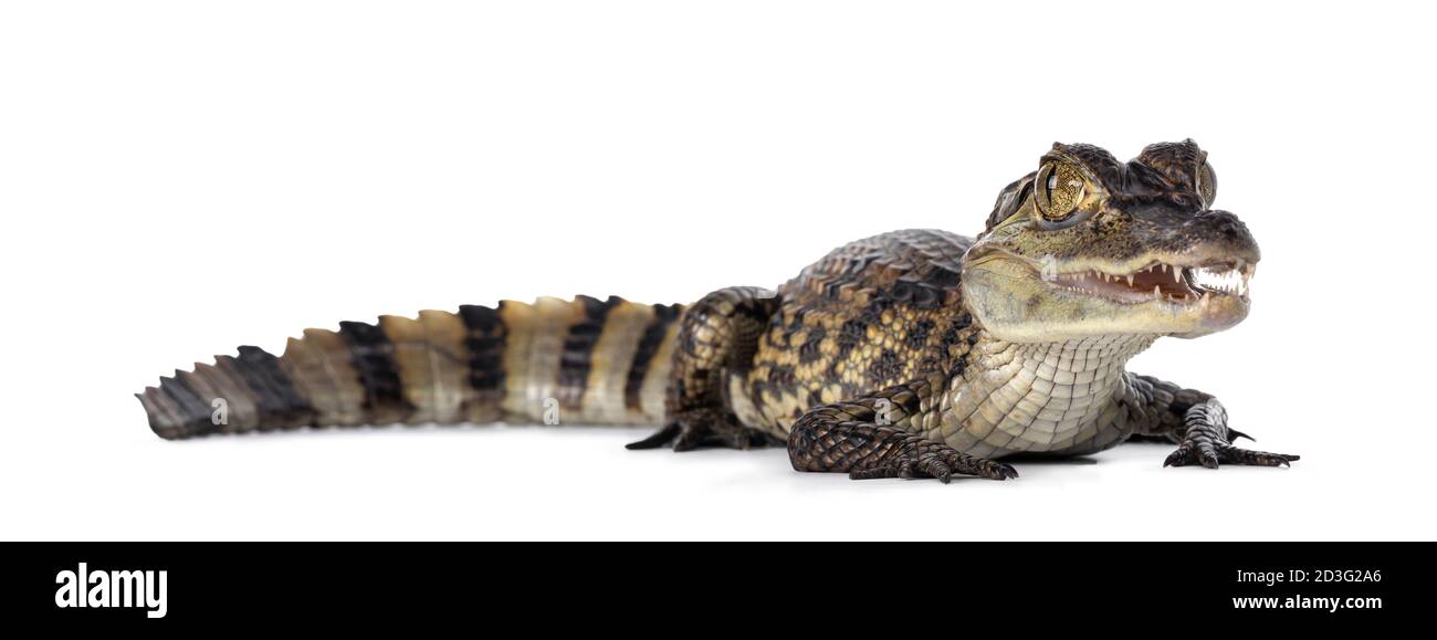 Young, one year old Spectacled Caiman crocodile, standing side ways ...