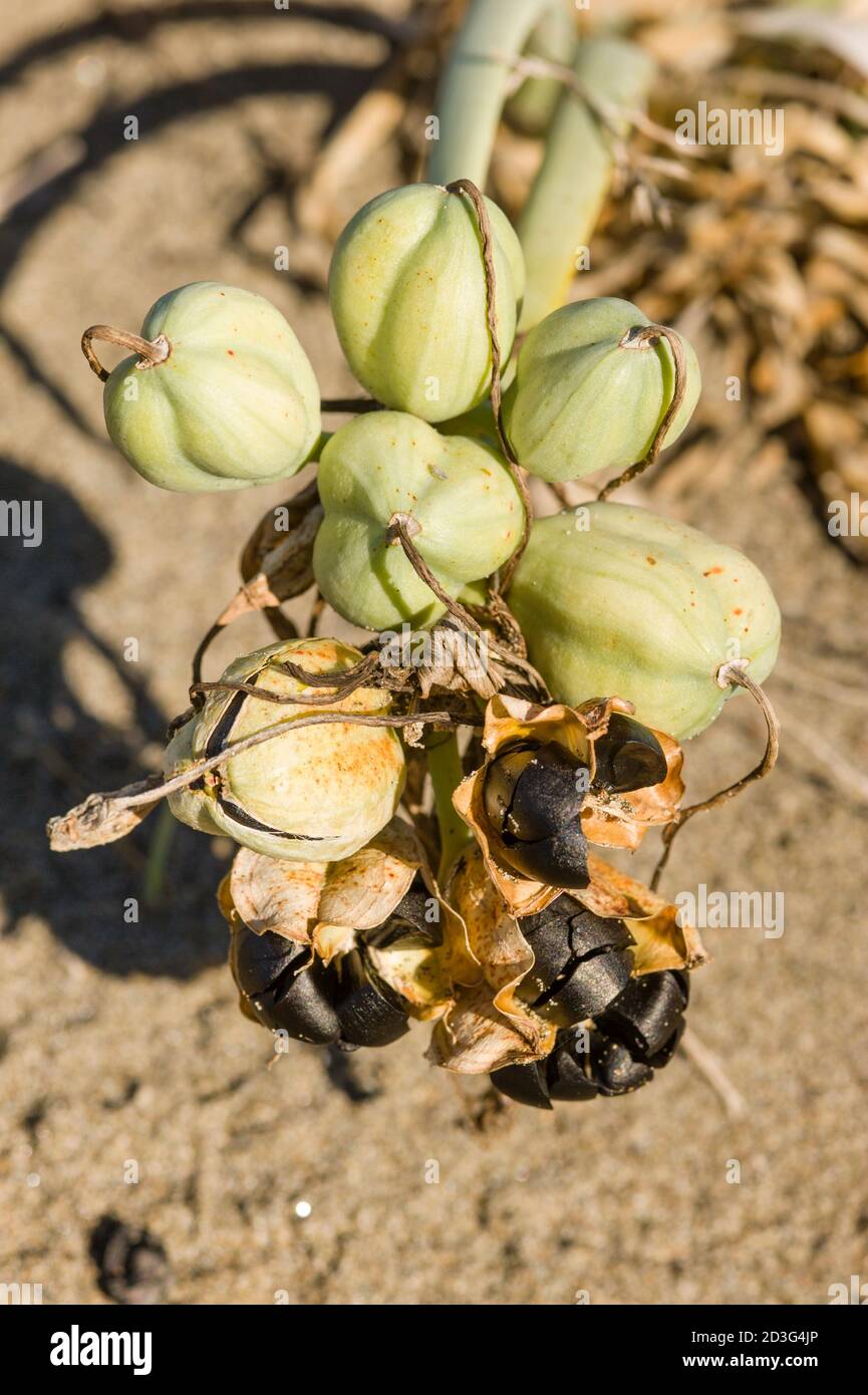 Pancratium maritimum, or sea daffodil seeds and pods, species of ...