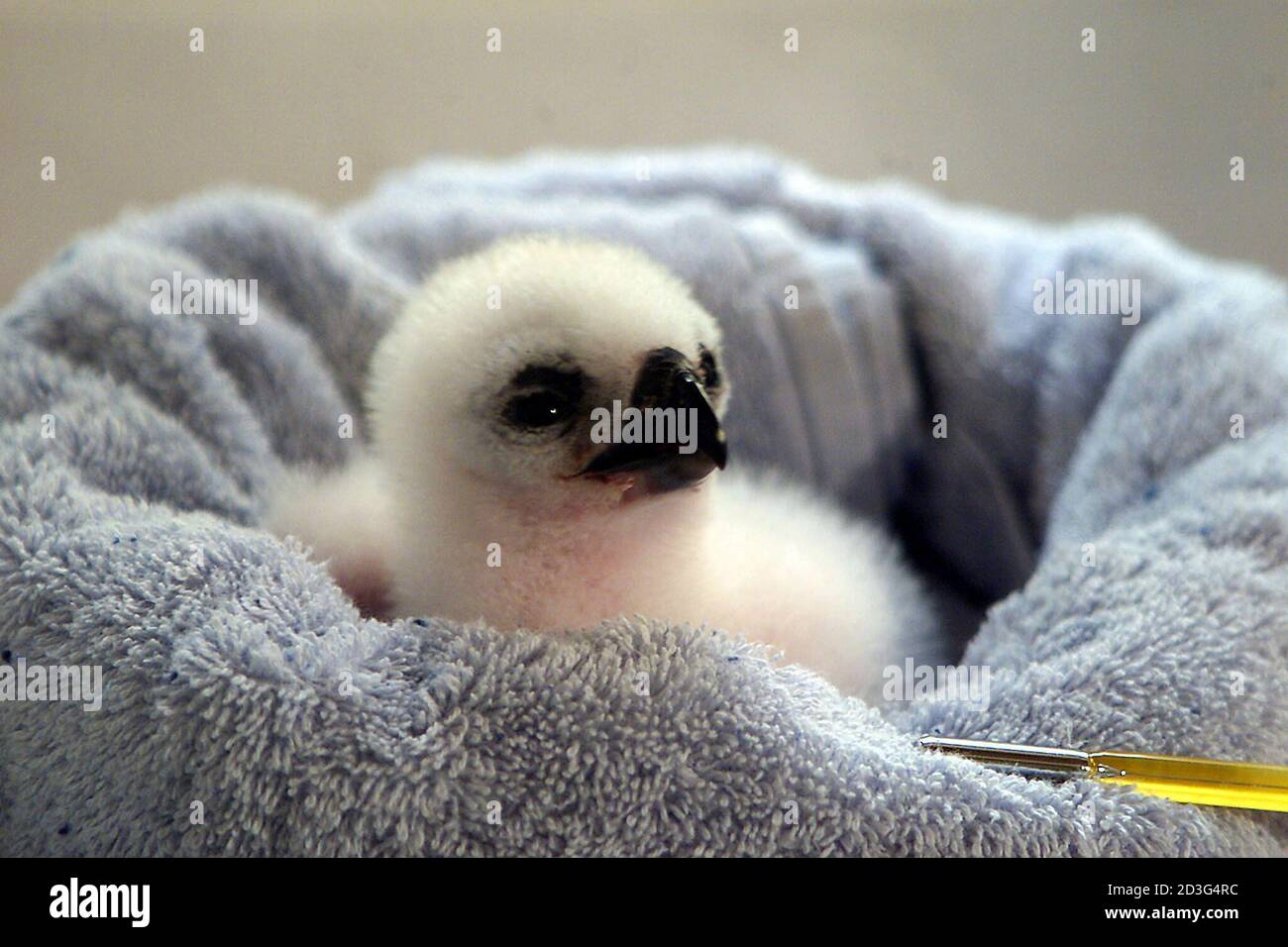 Harpy eagle chick hi-res stock photography and images - Alamy