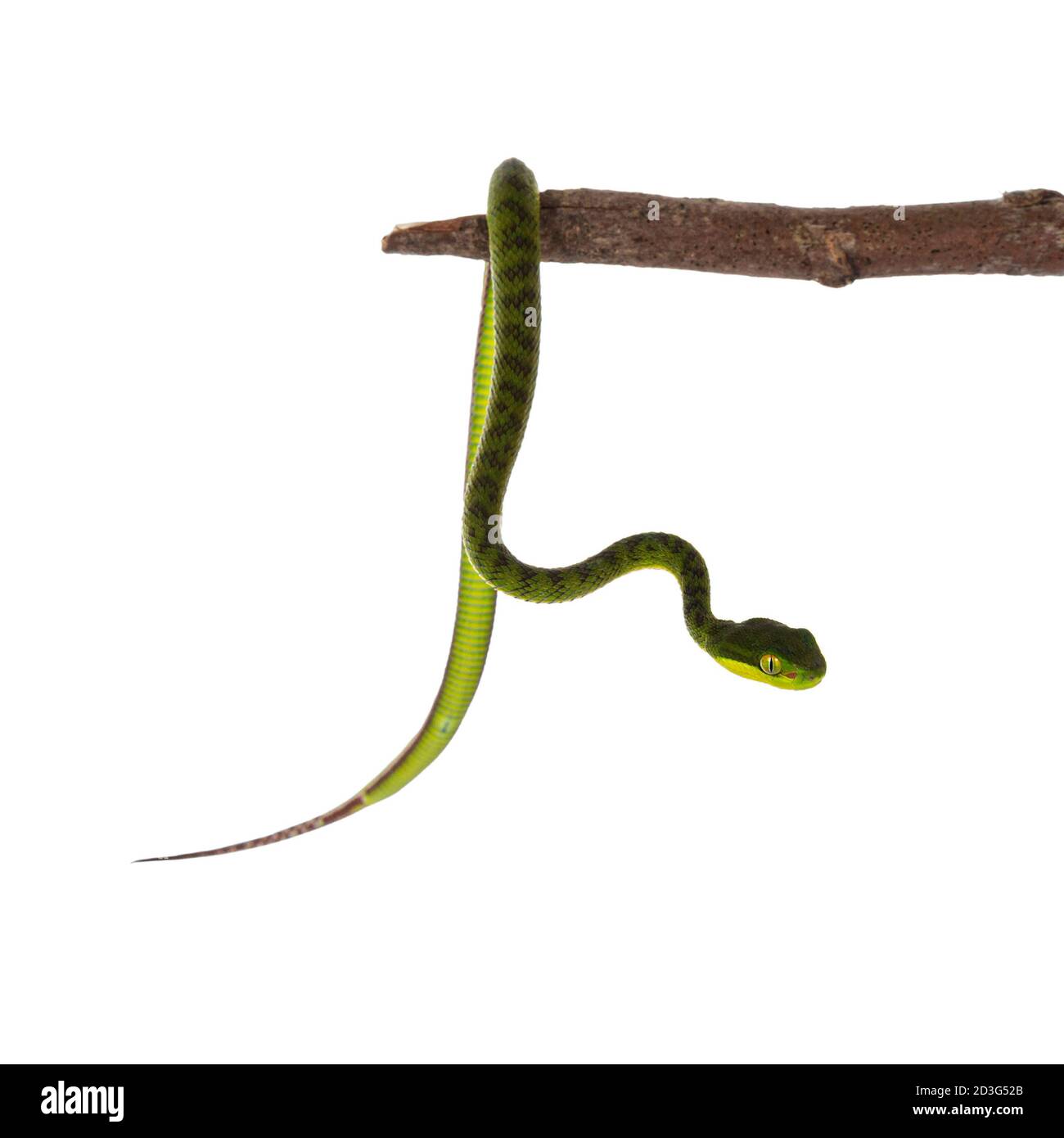 Snake hanging from branch Cut Out Stock Images & Pictures - Alamy