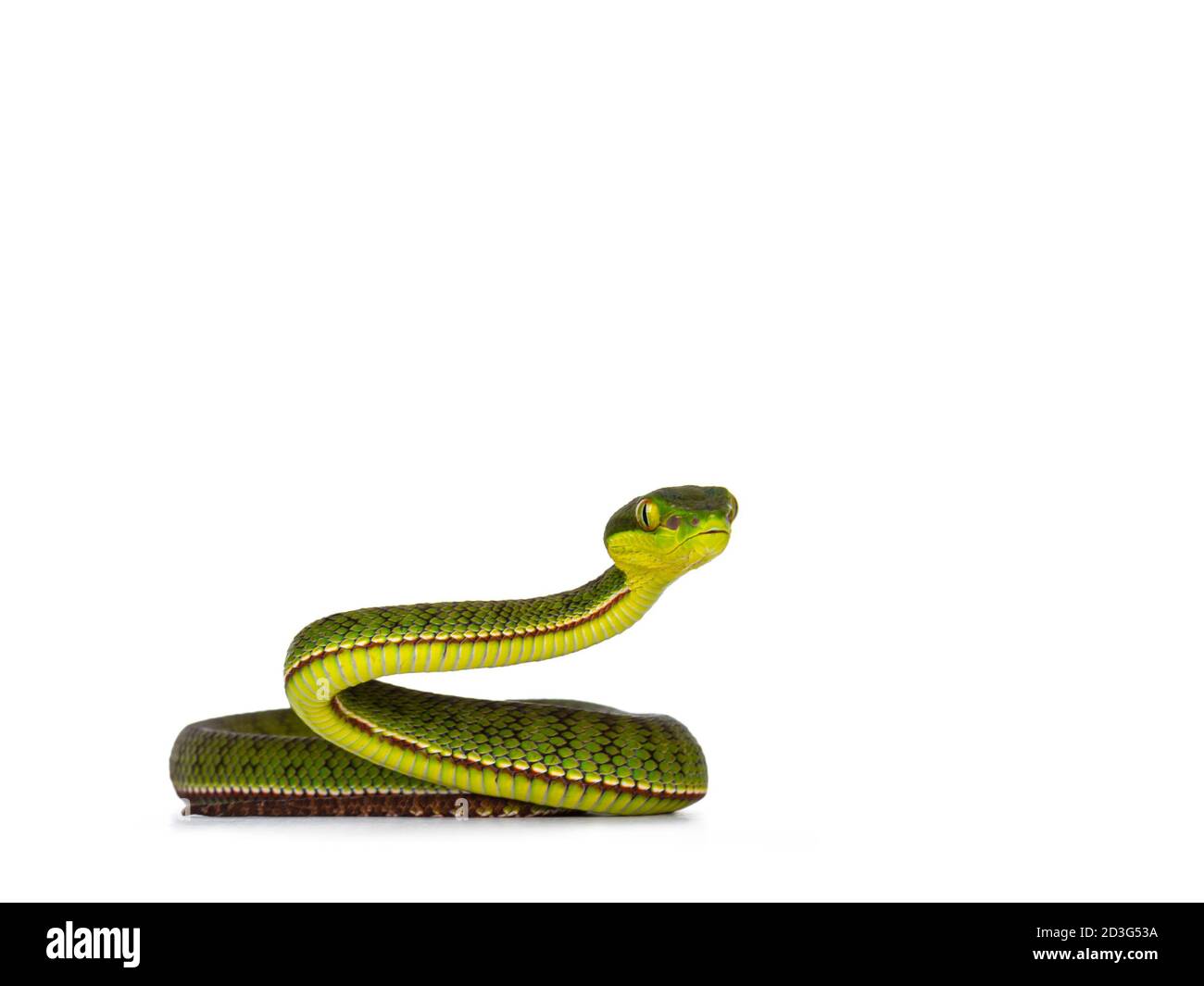 Brown spotted green pitviper or pit viper, curled up with head high ...