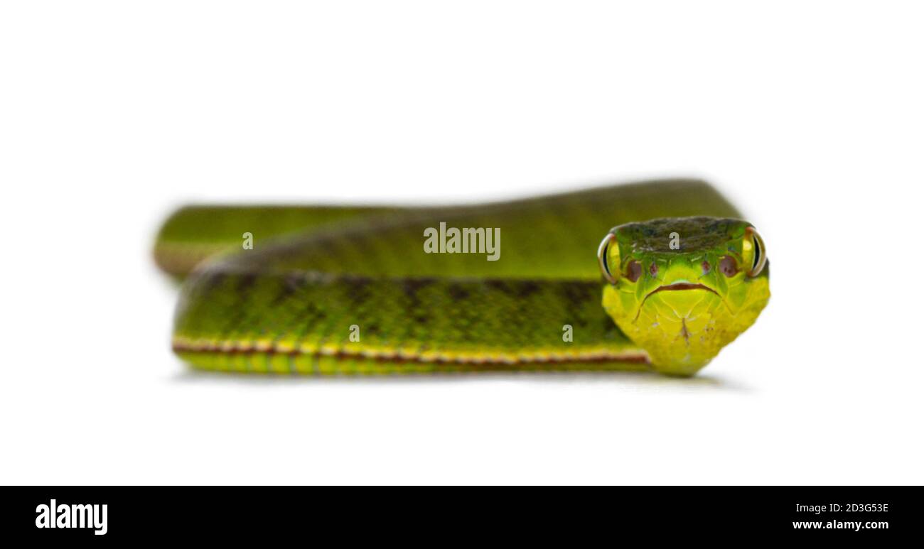 Brown spotted green pitviper or pit viper, moving towards camera. High ...
