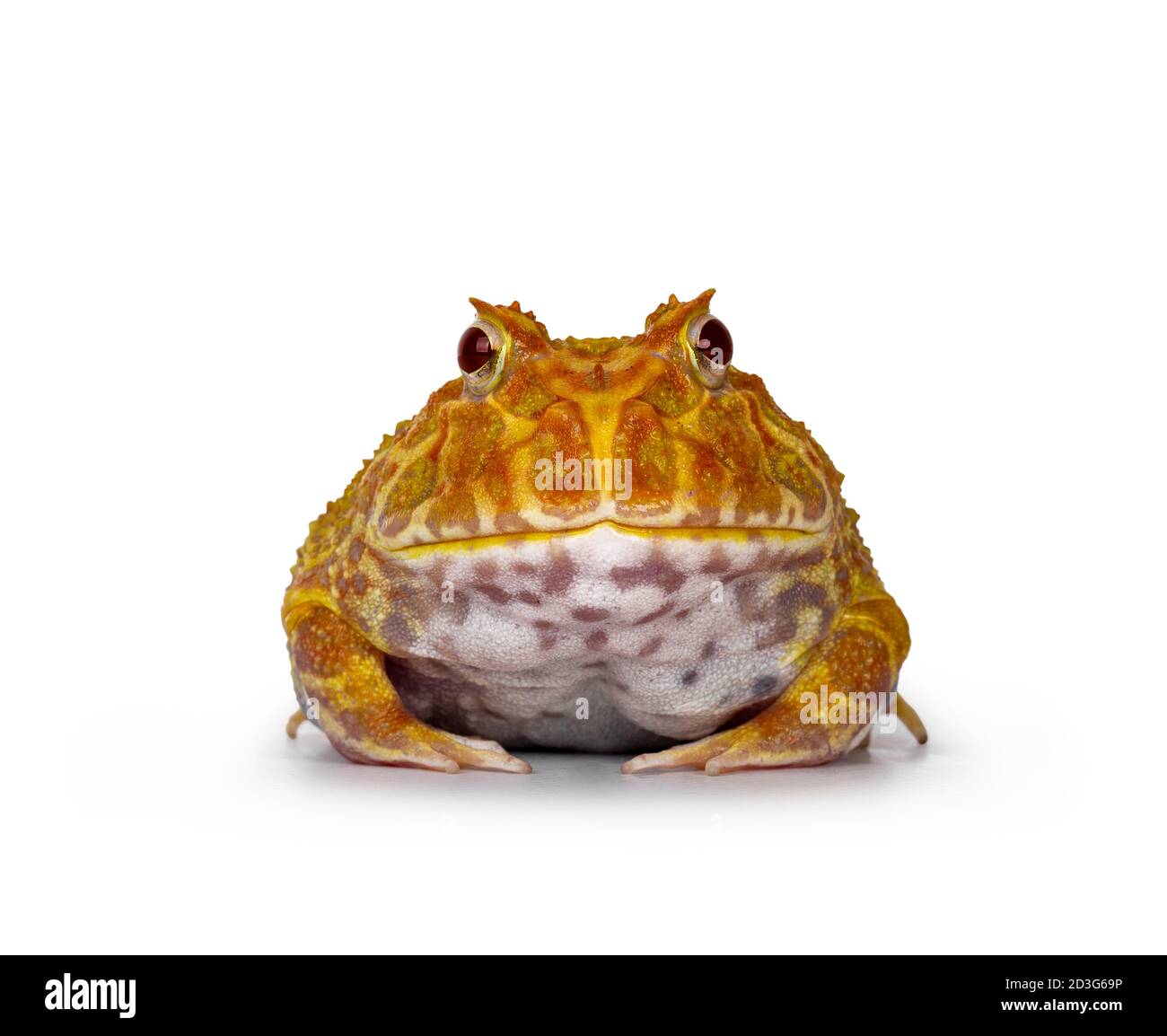 front view of young adult male albino American horned or Pacman frog ...