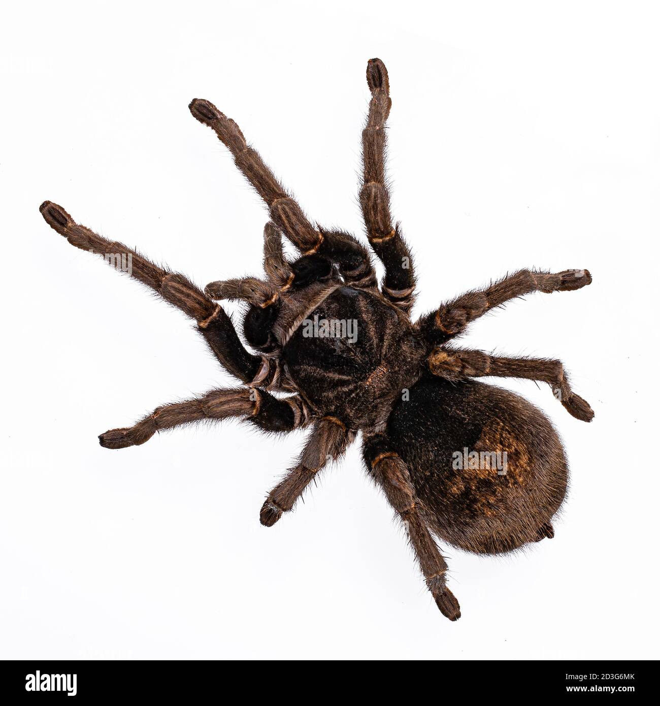 Brazilian black tarantula Cut Out Stock Images & Pictures - Alamy
