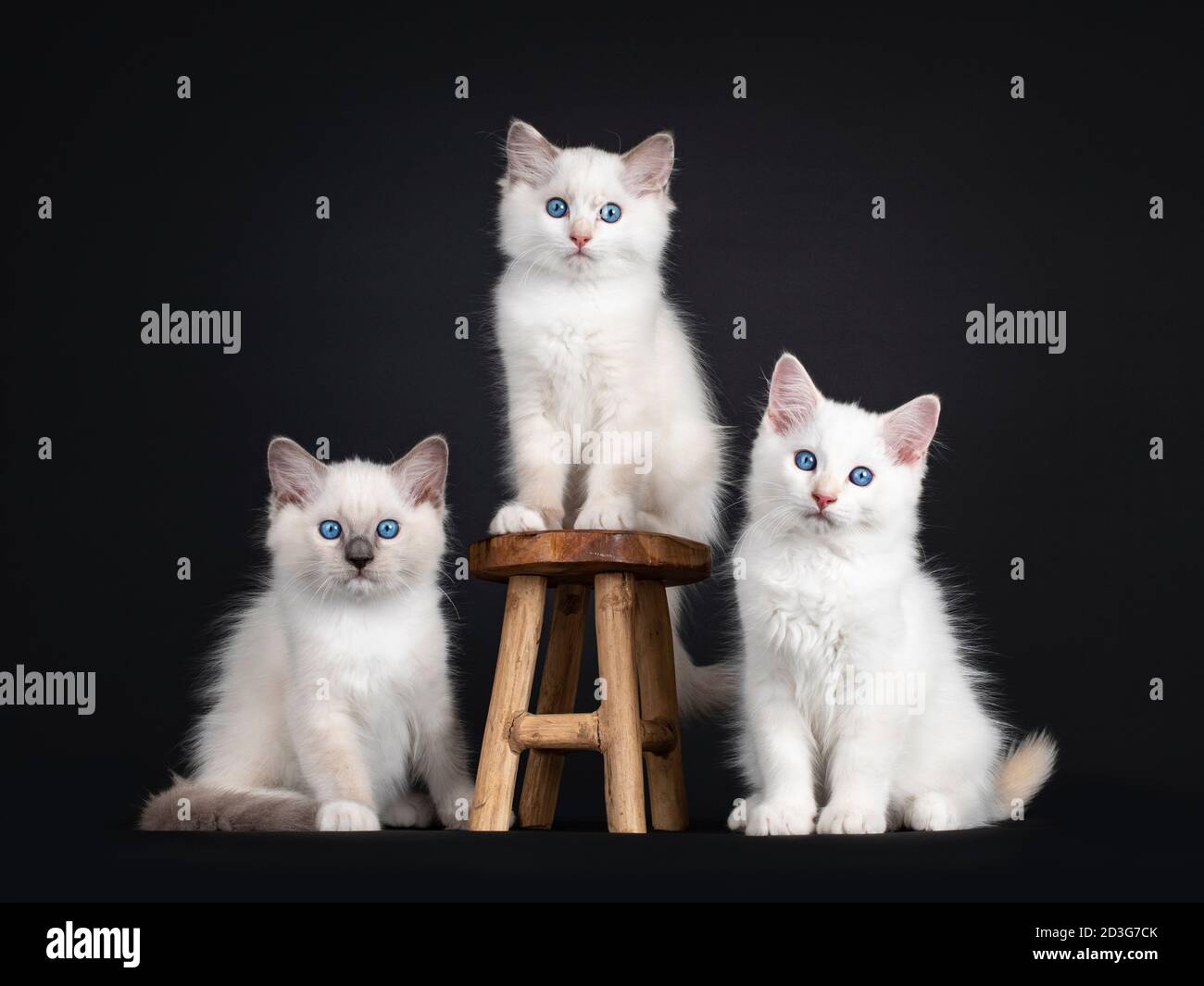 Three little kittens hi-res stock photography and images - Alamy
