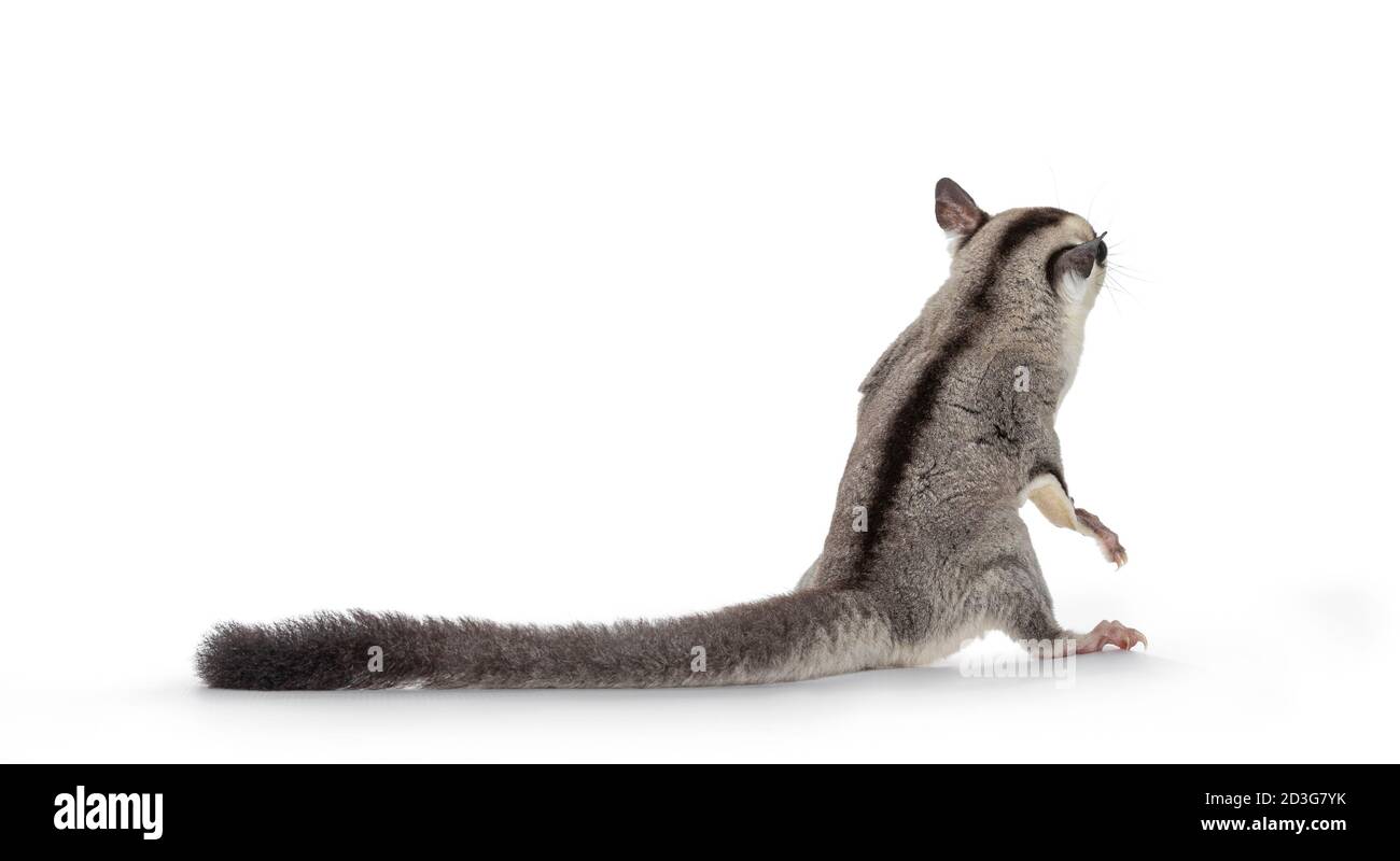 Adorable Sugar Glider aka Petaurus breviceps, standing backwards on ...